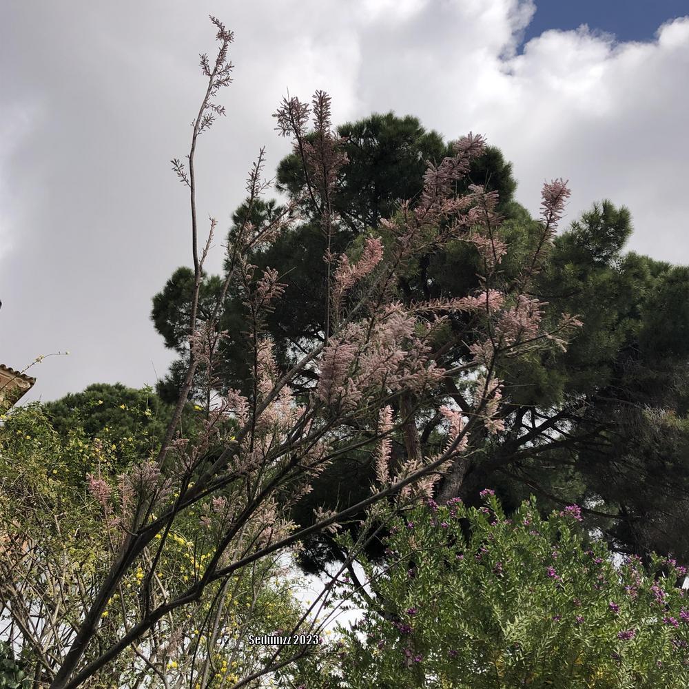 French Tamarisk (Tamarix gallica) - Garden.org