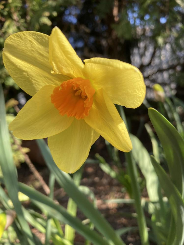 Large-cupped Daffodil (Narcissus 'Red Devon') in the Daffodils Database ...