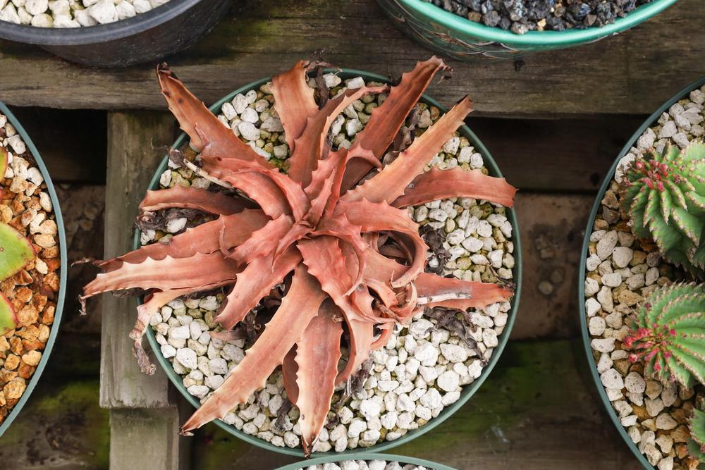 Photo of the entire plant of Aloe (Aloe prostrata) posted by Baja ...