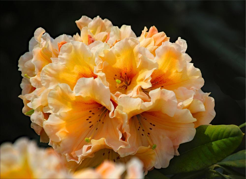 Azalea (Rhododendron 'Apricot Fantasy') in the Rhododendrons Database ...