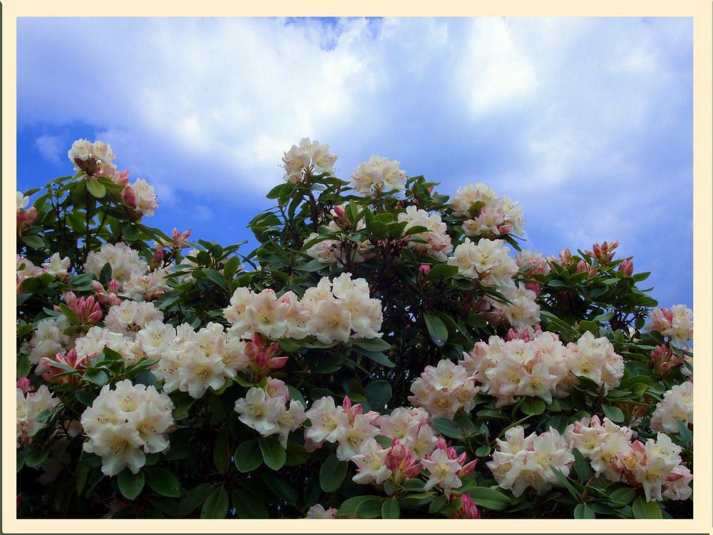 Photo of the entire plant of Rhododendron 'Unique' posted by Barron ...