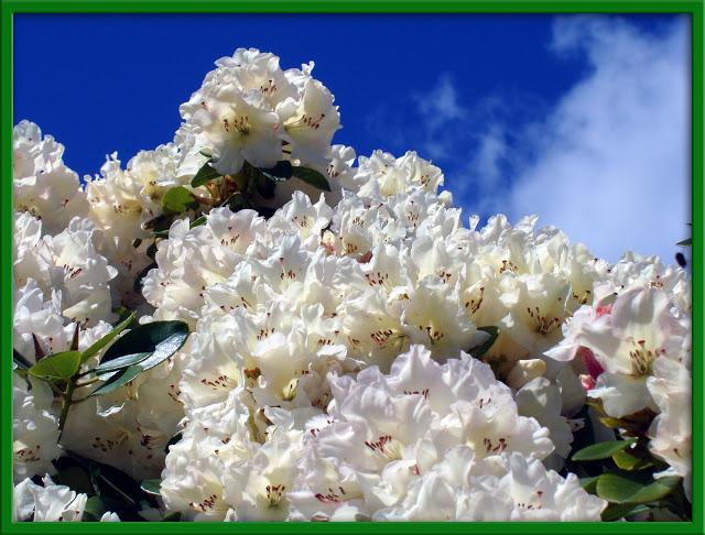 Photo of the entire plant of Rhododendron 'Unique' posted by Barron ...