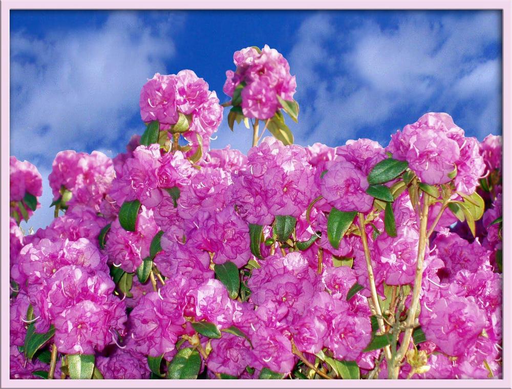 Rhododendron 'April Rose' in the Rhododendrons Database - Garden.org