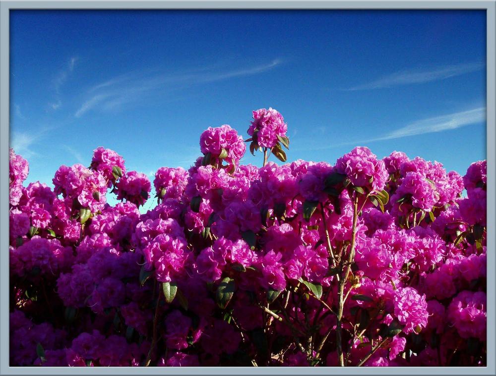 Photo of the entire plant of Rhododendron 'April Rose' posted by Barron ...