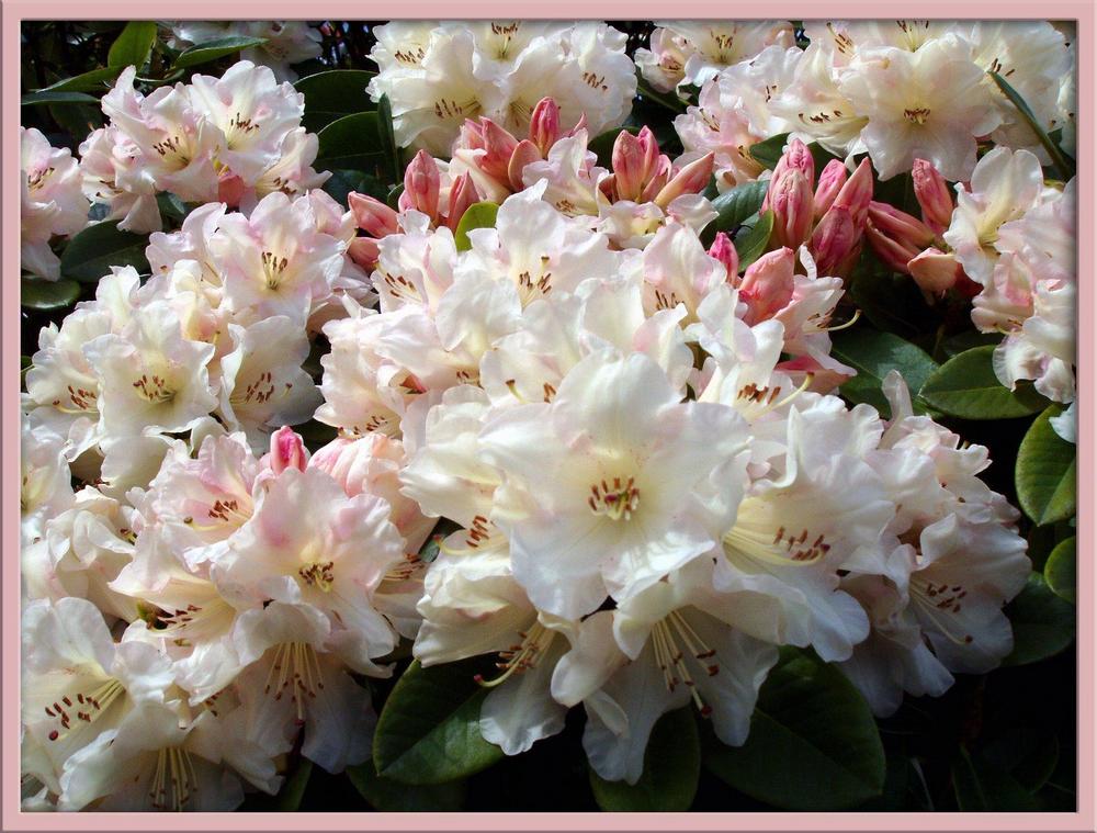 Photo of the bloom of Rhododendron 'Unique' posted by Barron_Beaux_Arts ...