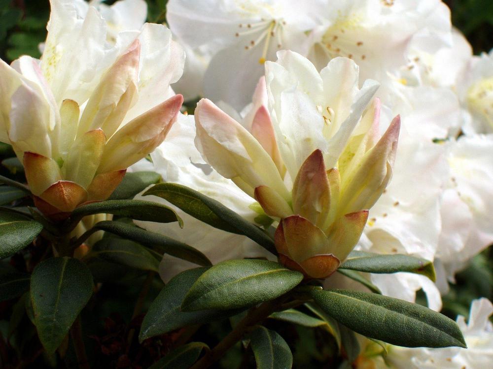 Photo of the bloom of Rhododendron 'Unique' posted by Barron_Beaux_Arts ...