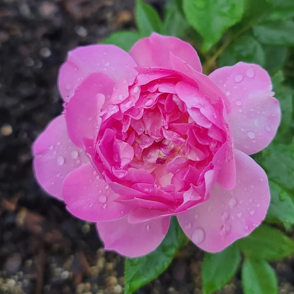 Rose (Rosa 'Orchid Romance') in the Roses Database - Garden.org