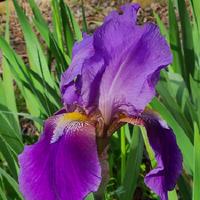 Photo of the bloom of Tall Bearded Iris (Iris 'William A. Setchell ...