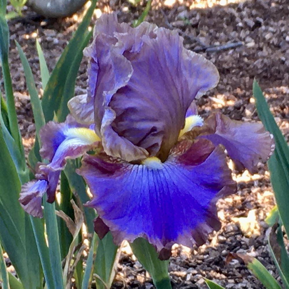 Tall Bearded Iris (Iris 'Molokini') in the Irises Database - Garden.org