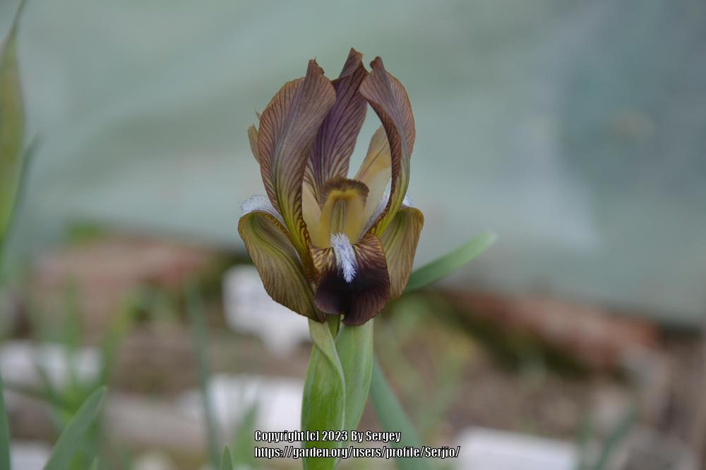 Viewing post #2912056 by Serjio - Garden.org