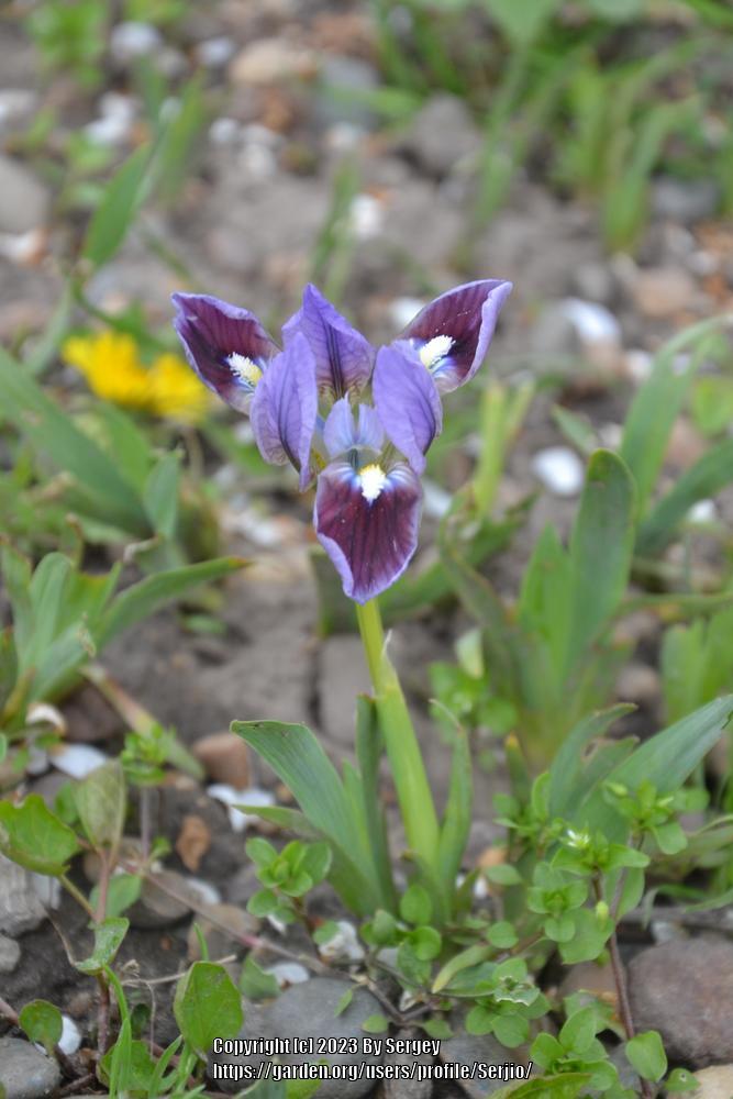 Viewing post #2912056 by Serjio - Garden.org