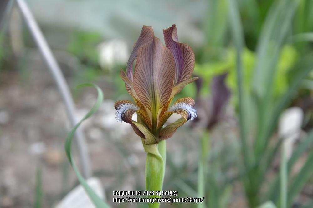 Viewing post #2912056 by Serjio - Garden.org