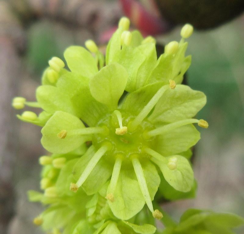 Tree with chartreuse spring flowers in the Plant ID forum - Garden.org