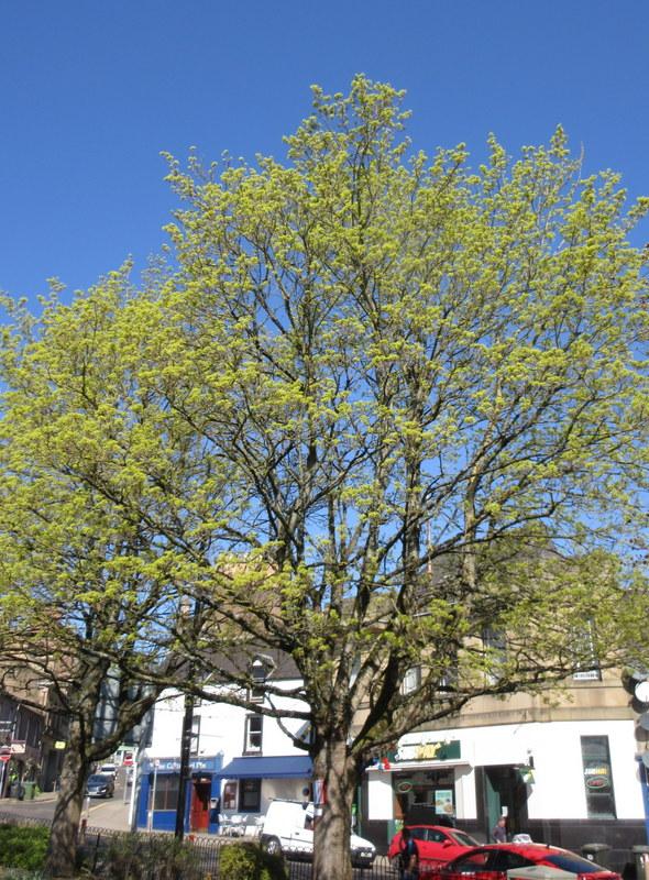Tree with chartreuse spring flowers in the Plant ID forum - Garden.org