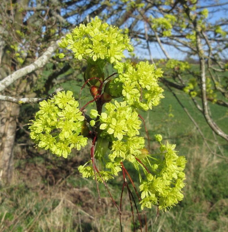 Tree with chartreuse spring flowers in the Plant ID forum - Garden.org