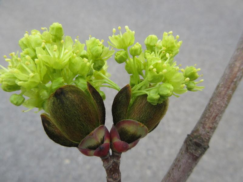 Tree with chartreuse spring flowers in the Plant ID forum - Garden.org