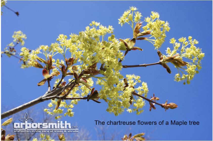 Tree with chartreuse spring flowers in the Plant ID forum - Garden.org