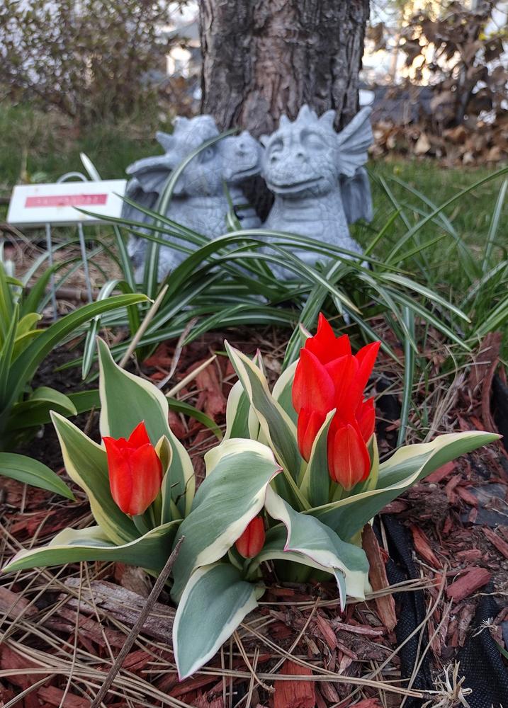 Species Tulip (Tulipa praestans 'Unicum') in the Tulips Database ...