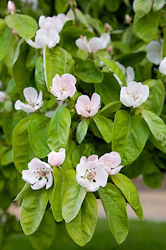 Quince (Cydonia oblonga 'Meech's Prolific') - Garden.org
