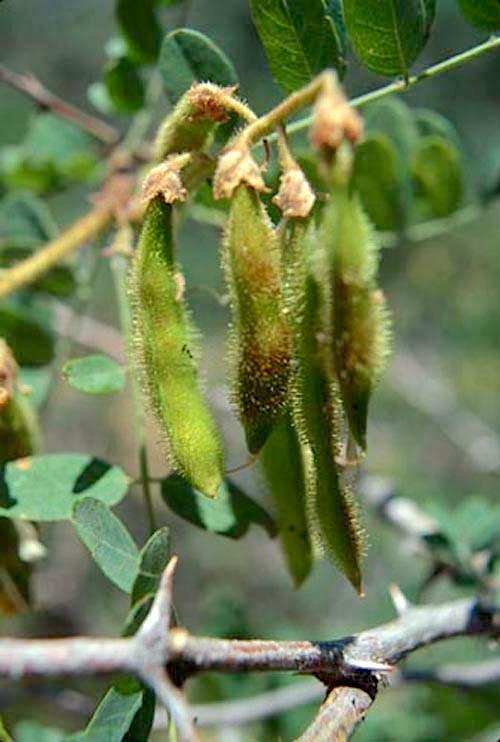 New Mexico locust (Robinia neomexicana) - Garden.org