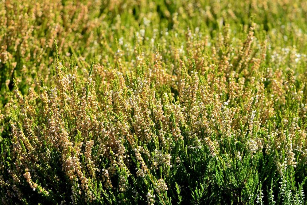Scotch Heather (Calluna vulgaris 'Beoley Gold') - Garden.org