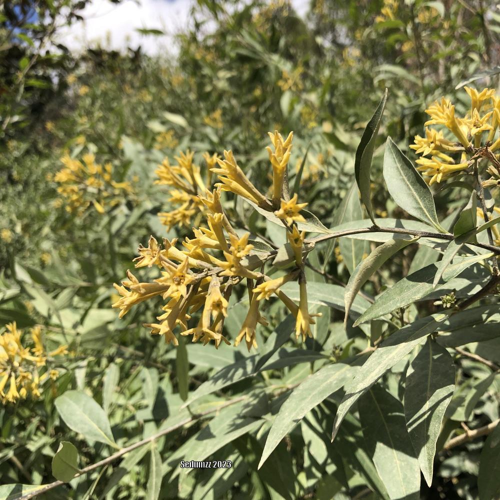 Chilean Jessamine (Cestrum parqui) - Garden.org