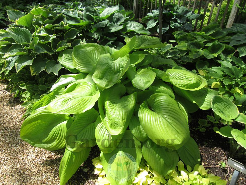 Hosta 'Sum and Substance' in the Hostas Database - Garden.org