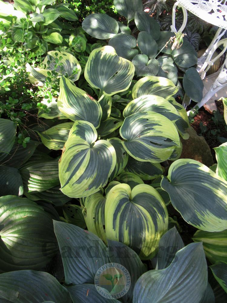 Hosta 'Earth Angel' in the Hostas Database - Garden.org