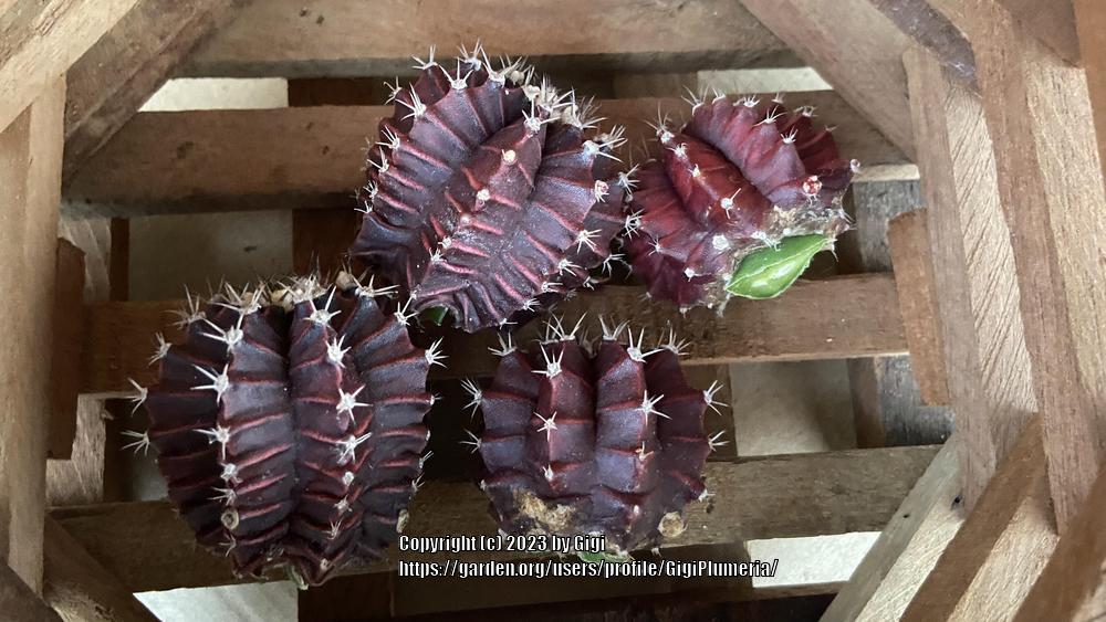 Photo of the entire plant of Moon Cactus (Gymnocalycium stenopleurum ...