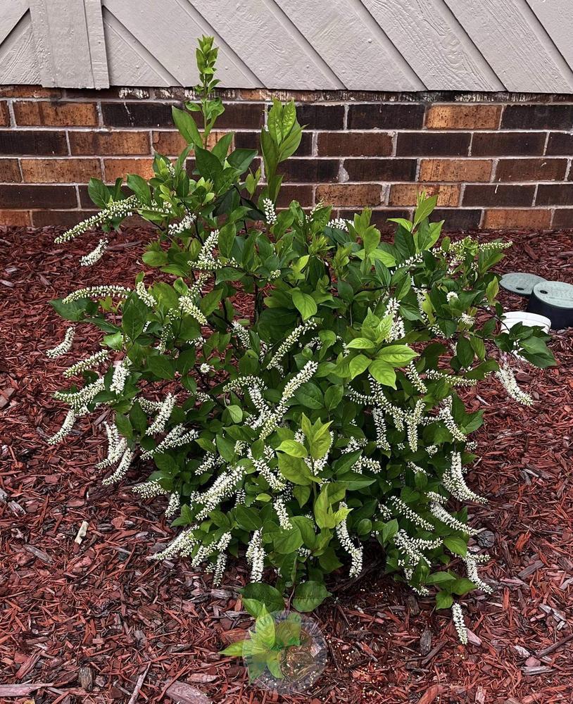 Virginia Sweetspire (Itea virginica Little Henry®) - Garden.org