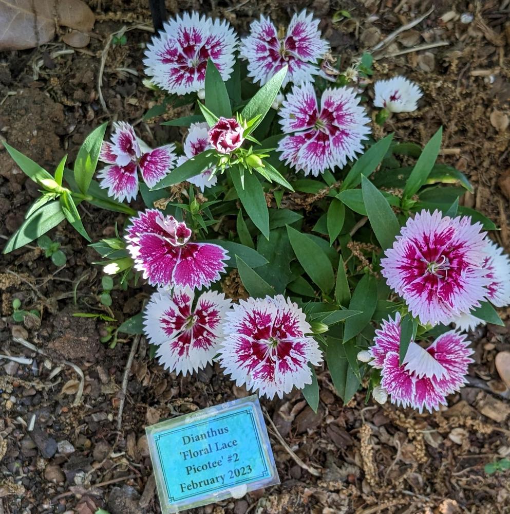 Photo of the entire plant of Dianthus Floral Lace™ Picotee posted by ...