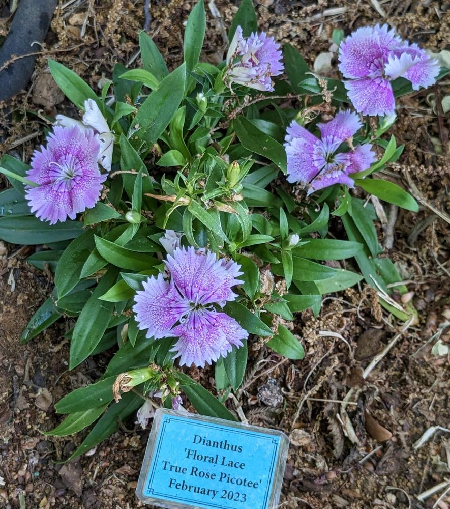 Photo of the entire plant of Dianthus Floral Lace™ True Rose posted by ...