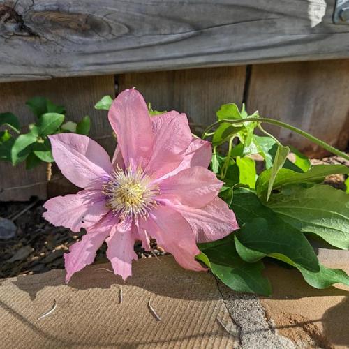 Clematis 'Little Mermaid' in the Clematis Database - Garden.org