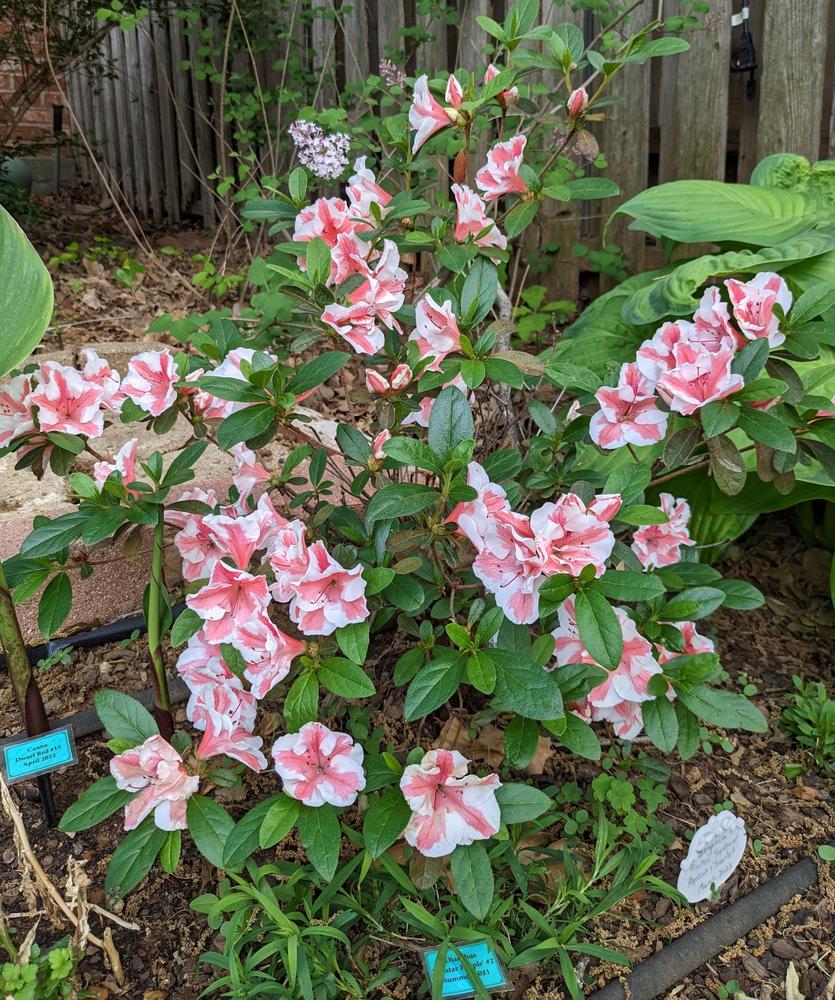 Photo of the entire plant of Azalea (Rhododendron Encore® Autumn ...