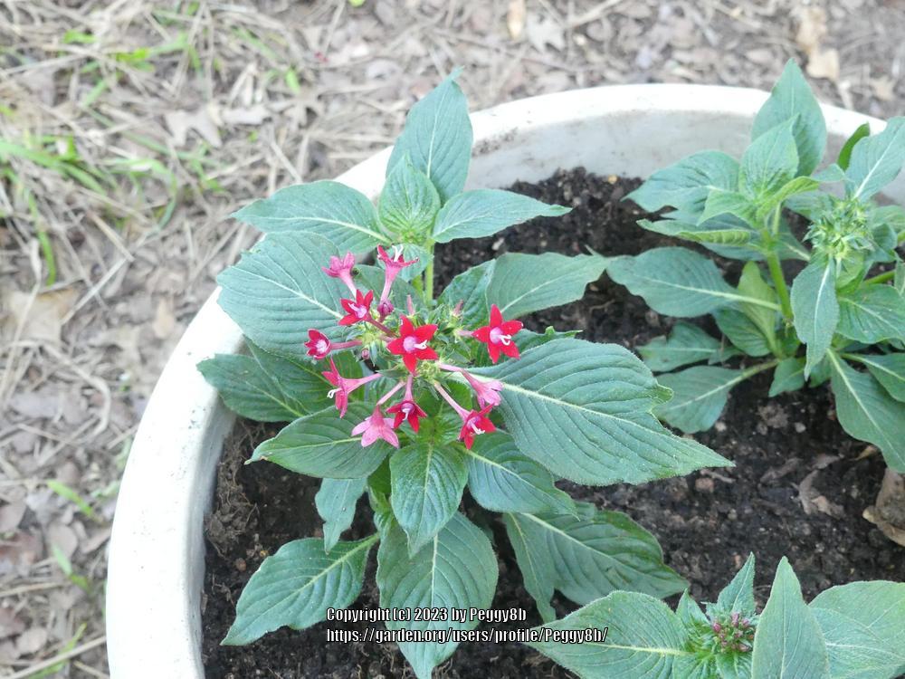Egyptian Star Cluster (Pentas lanceolata Starcluster™ Red) - Garden.org