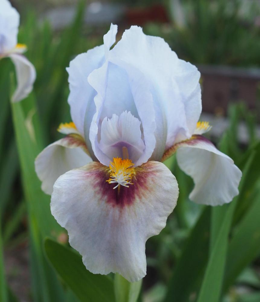 Photo of the bloom of Arilbred Iris (Iris 'Runway') posted by This_is ...