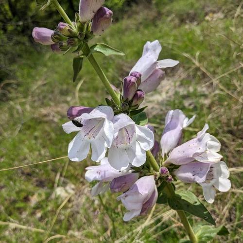 Cobaea Penstemon (Penstemon cobaea var. cobaea) in the Penstemons ...