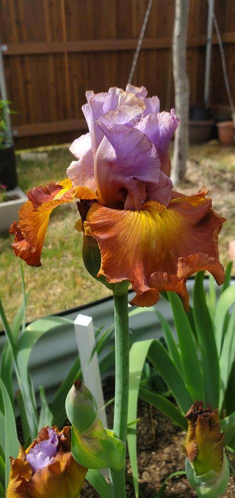 Photo of the bloom of Tall Bearded Iris (Iris 'Instant Attraction') posted by javaMom - Garden.org
