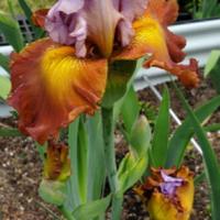 Photo of the bloom of Tall Bearded Iris (Iris 'Instant Attraction ...