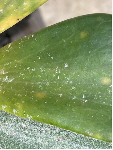 staghorn fern pests in the Ask a Question forum - Garden.org