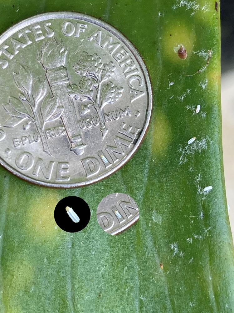 staghorn fern pests in the Ask a Question forum - Garden.org