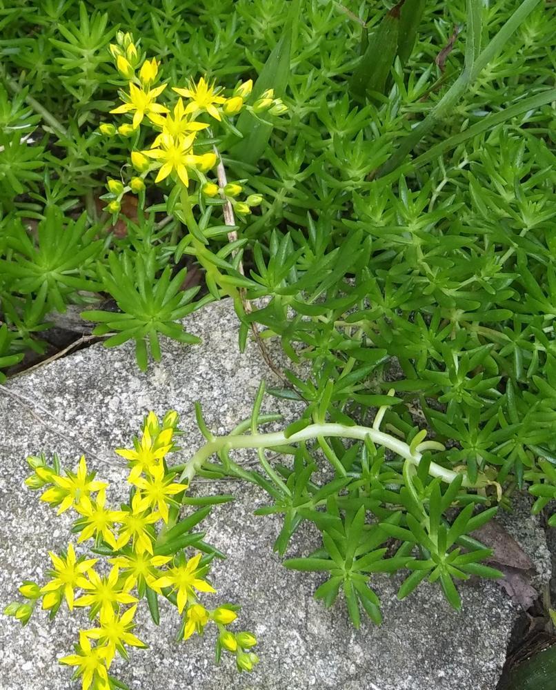 Photo of the entire plant of Mexican Stonecrop (Sedum mexicanum) posted ...