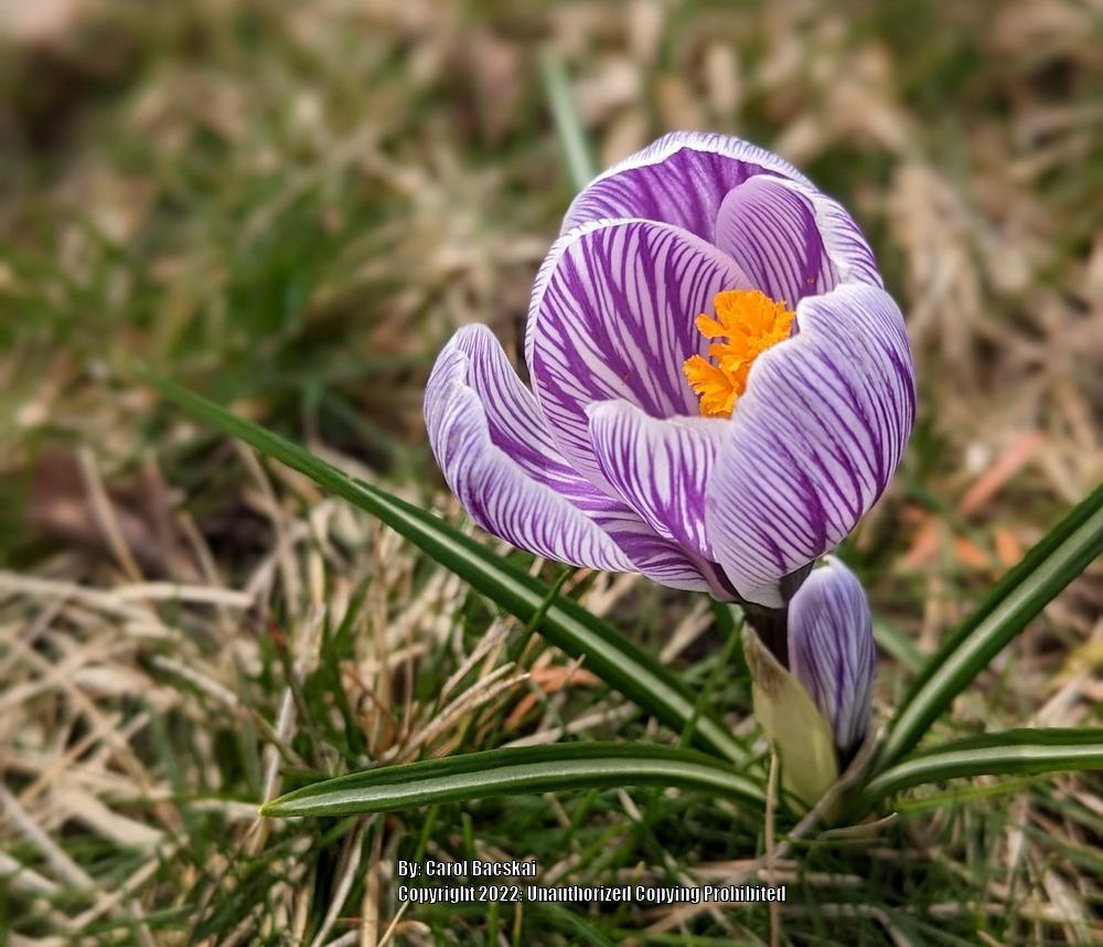 Photo of the entire plant of Dutch Crocus (Crocus vernus 'King of the ...