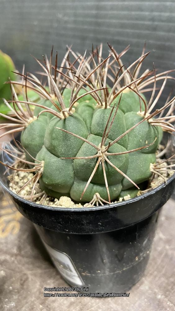 Photo of the entire plant of Giant Chin Cactus (Gymnocalycium saglionis ...