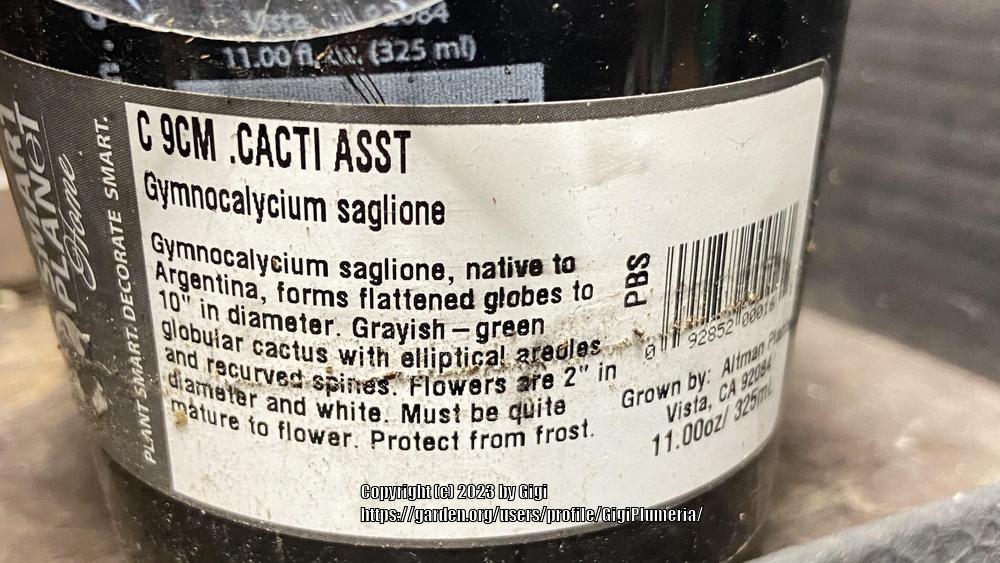 Photo of the documentation of Giant Chin Cactus (Gymnocalycium ...