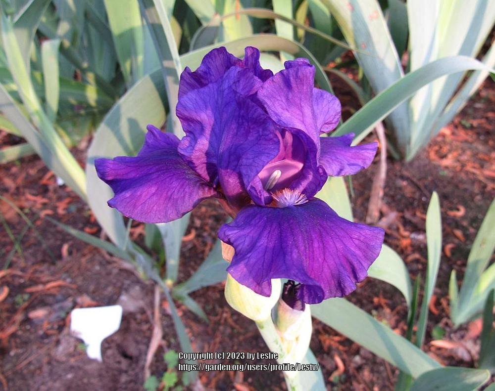 Photo of the bloom of Intermediate Bearded Iris (Iris 'Violet Moon ...
