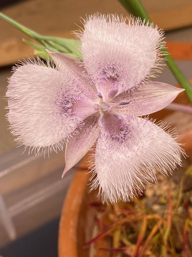 Photo of the bloom of Hairy Pussy Ears (Calochortus tolmiei) posted by ...