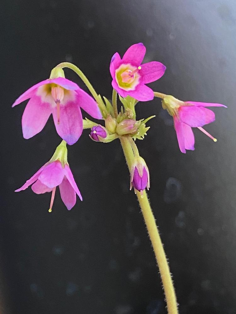 Primrose (Primula matthioli subsp. pekinensis) in the Primroses ...