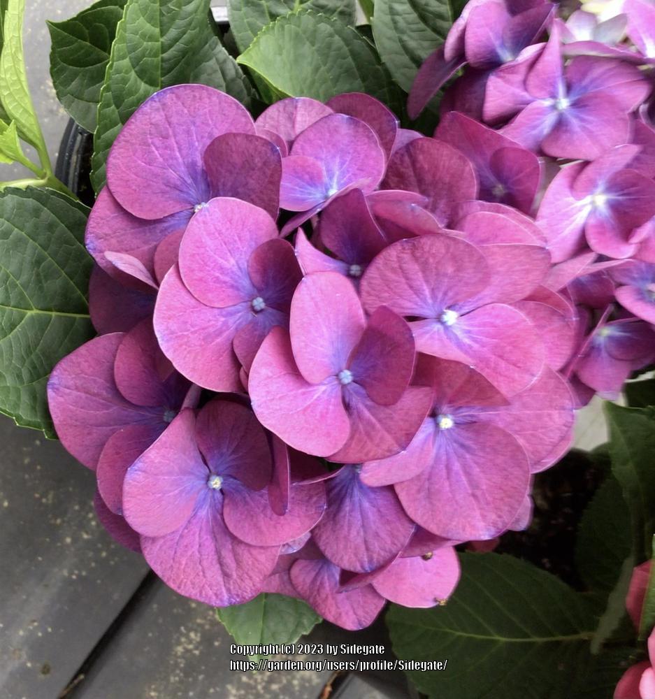 Photo of the bloom of Bigleaf Hydrangea (Hydrangea macrophylla Deep ...