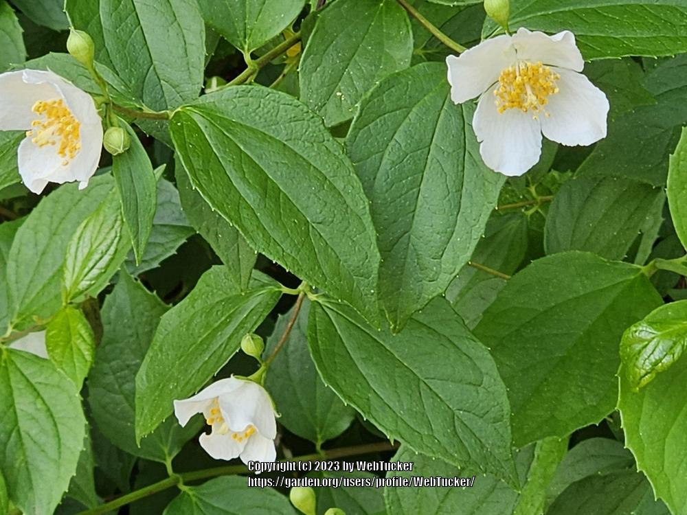 Photo of the bloom of Sweet Mock Orange (Philadelphus coronarius) posted by WebTucker - Garden.org